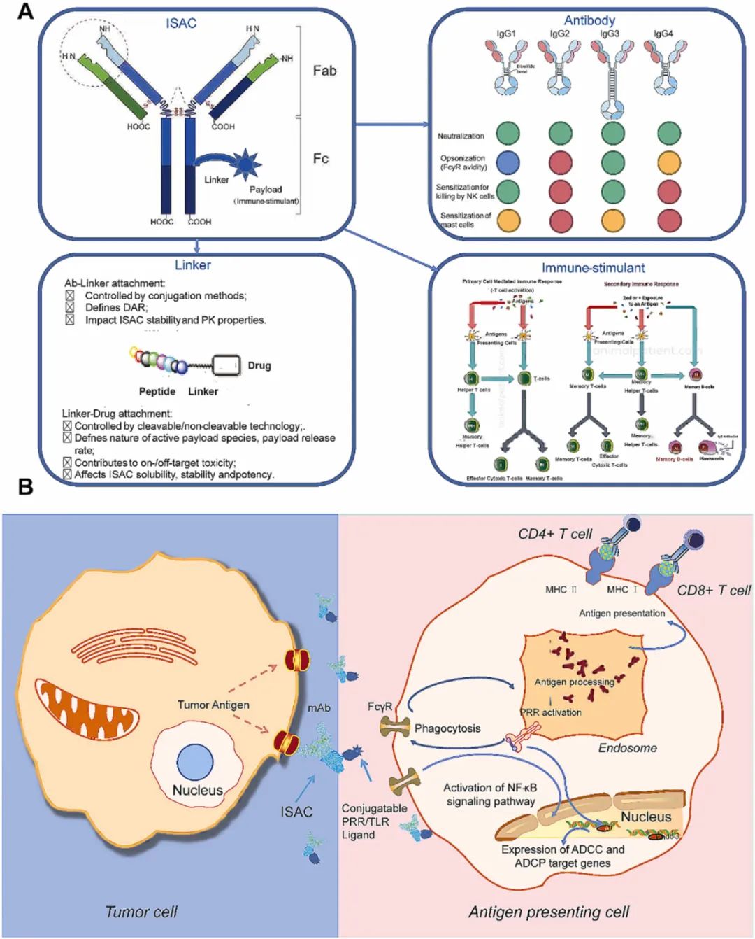 免疫刺激抗体偶联物：机遇与挑战并存医药新闻-ByDrug-一站式医药资源共享中心-医药魔方