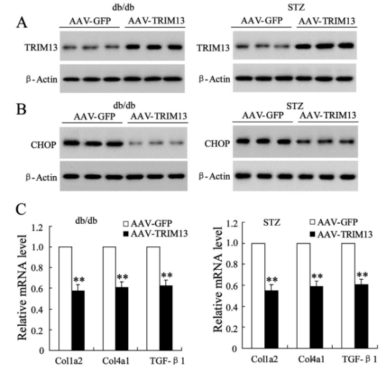 吉玛AAV病毒产品高分文献引用医药新闻-ByDrug-一站式医药资源共享中心-医药魔方