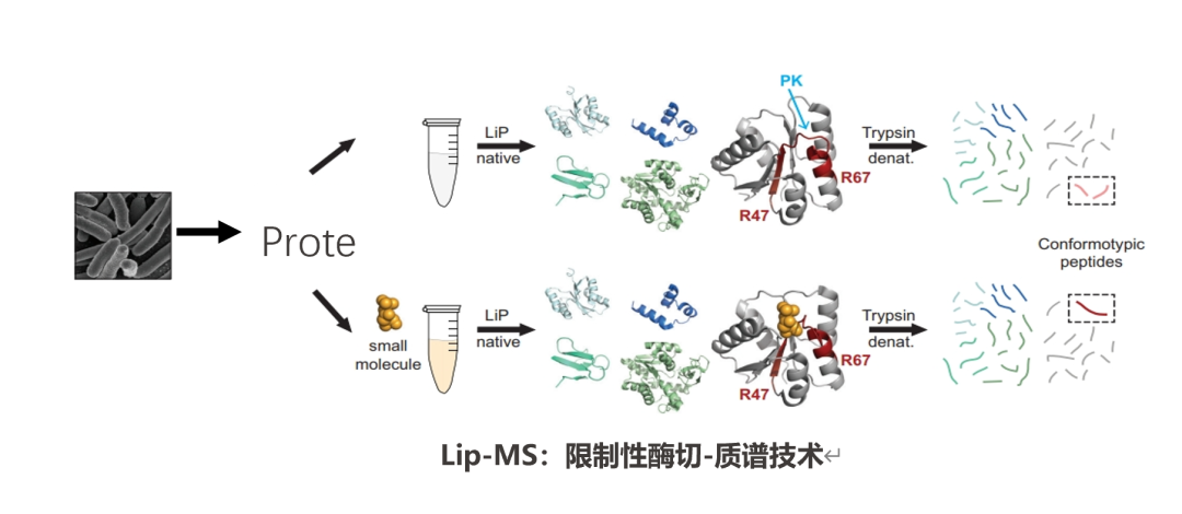 小分子—蛋白互作检测（Lip-MS），助力小分子靶标发现医药新闻-ByDrug-一站式医药资源共享中心-医药魔方