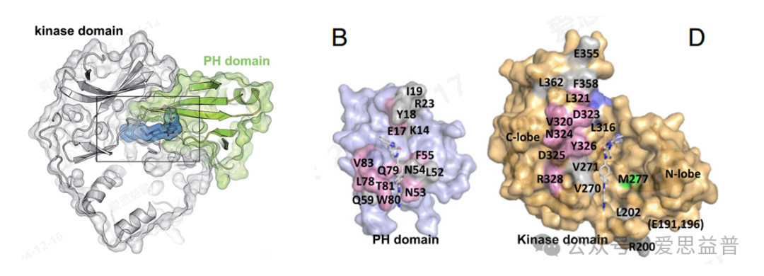 AKT抑制剂研究进展及筛选策略医药新闻-ByDrug-一站式医药资源共享中心-医药魔方