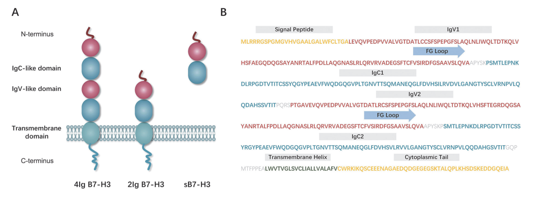 靶点B7-H3:从基础研究到临床转化的进展汇总医药新闻-ByDrug-一站式医药资源共享中心-医药魔方