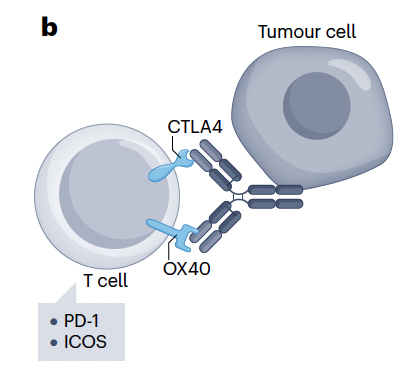 一文读懂双特异性抗体的9大作用机制医药新闻-ByDrug-一站式医药资源共享中心-医药魔方
