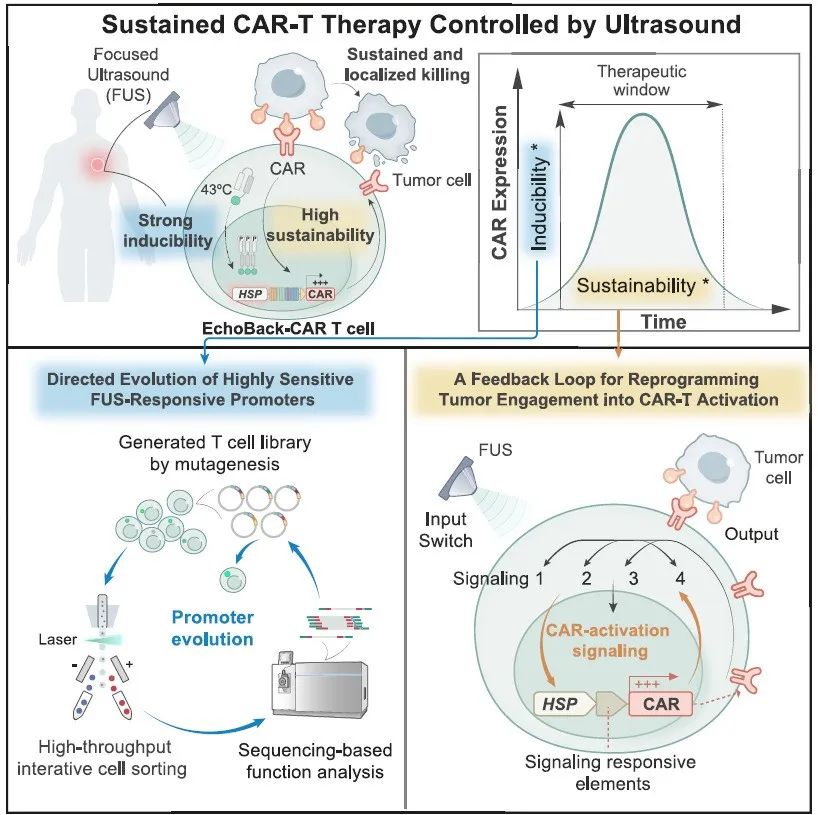 Cell突破：攻克实体瘤，CAR-T新技术来了医药新闻-ByDrug-一站式医药资源共享中心-医药魔方