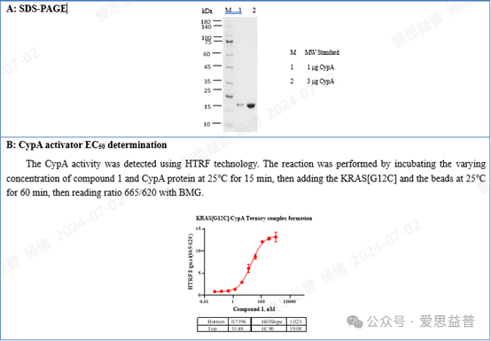 RAS(ON)多选择性抑制剂RMC-6236 胰腺癌I期结果积极医药新闻-ByDrug-一站式医药资源共享中心-医药魔方