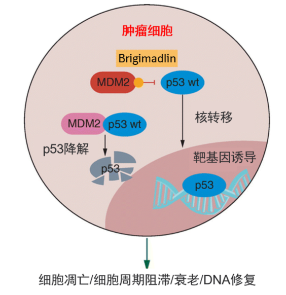 Cancer Discov丨MDM2-p53拮抗剂Brigimadlin Ia期、首次人体、剂量递增研究结果公布！医药新闻-ByDrug-一站 ...