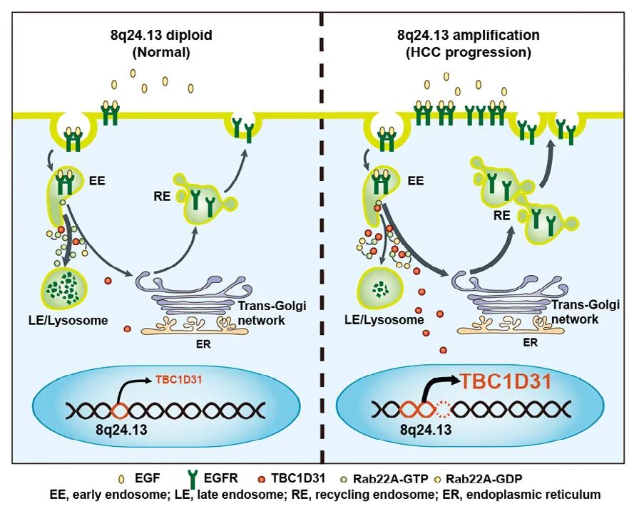 Adv Sci（IF14.3）丨TBC1D31的基因组扩增促进HCC进展的分子机制医药新闻-ByDrug-一站式医药资源共享中心-医药魔方