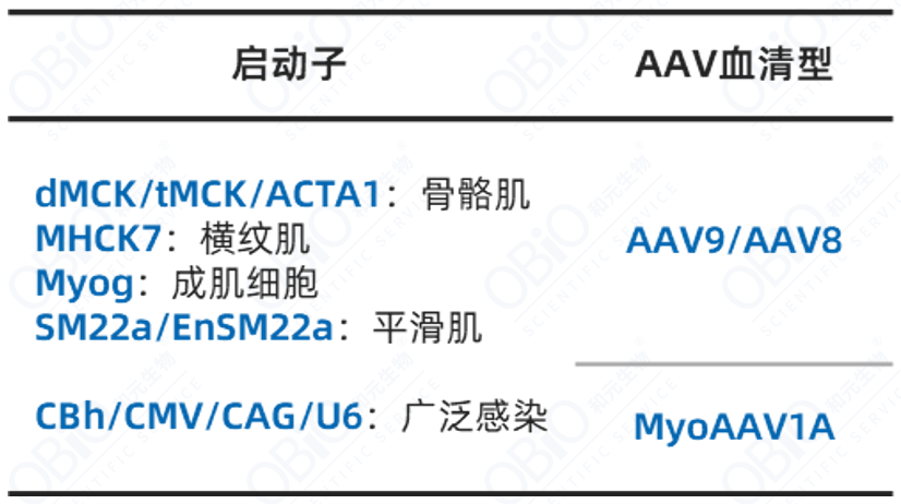 【on-target】AAV感染肌肉 | 血清型·启动子·注射用量 | 一篇就GO了！医药新闻-ByDrug-一站式医药资源共享中心-医药魔方