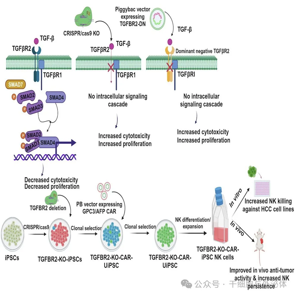 新技术：iPS细胞来源的NK细胞治疗肝癌医药新闻-ByDrug-一站式医药资源共享中心-医药魔方