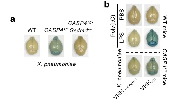 Nature！罗敏敏团队与邵峰团队合作揭示GSDMD的激活是炎症性血脑屏障破坏的关键机制医药新闻-ByDrug-一站式医药资源共享中心-医药魔方