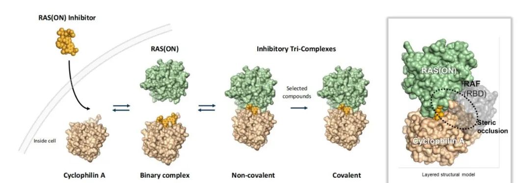 RAS(ON)多选择性抑制剂RMC-6236 胰腺癌I期结果积极医药新闻-ByDrug-一站式医药资源共享中心-医药魔方