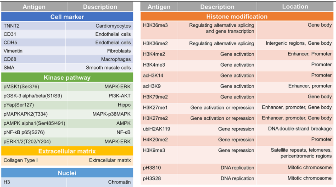 Circulation Research | IMC 助力心脏缺血再灌注损伤的空间蛋白研究医药新闻-ByDrug-一站式医药资源共享中心-医药魔方
