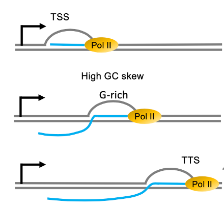 R-loop CUT&Tag系列文章之一：R-loop概览——结构、形成、分布、调控因子及病理生理功能医药新闻-ByDrug-一站式医药资源共享中心-医药魔方