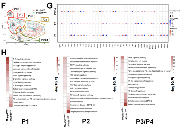项目文章IF24｜单细胞测序助力发现调控肠道单核细胞到巨噬细胞的成熟，从而抑制粘膜炎症的潜在新靶点医药新闻-ByDrug-一站式医药资源共享 ...