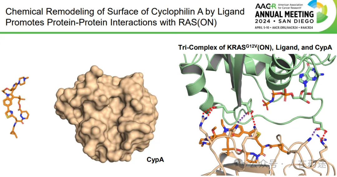 AACR24 | RMC-6236结构正式公开，那些年它的follower们医药新闻-ByDrug-一站式医药资源共享中心-医药魔方