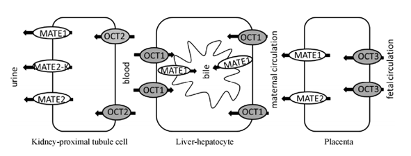 国内首家！IPHASE SLC家族MATE1转运体细胞研发成功医药新闻-ByDrug-一站式医药资源共享中心-医药魔方