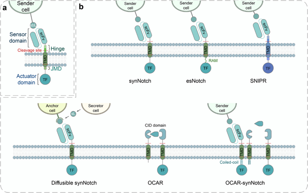 可编程合成受体：下一代细胞和基因疗法医药新闻-ByDrug-一站式医药资源共享中心-医药魔方