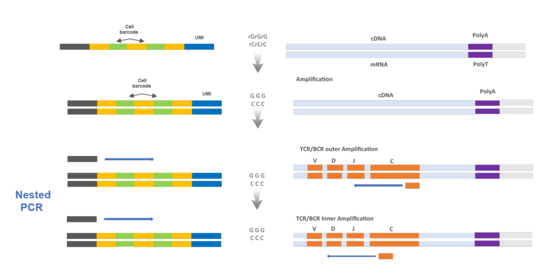 上新 | 高效捕获，精准检测！单细胞5’RNA&V(D)J文库制备试剂全方面赋能生命科学实验室医药新闻-ByDrug-一站式医药资源共享中心-医药魔方