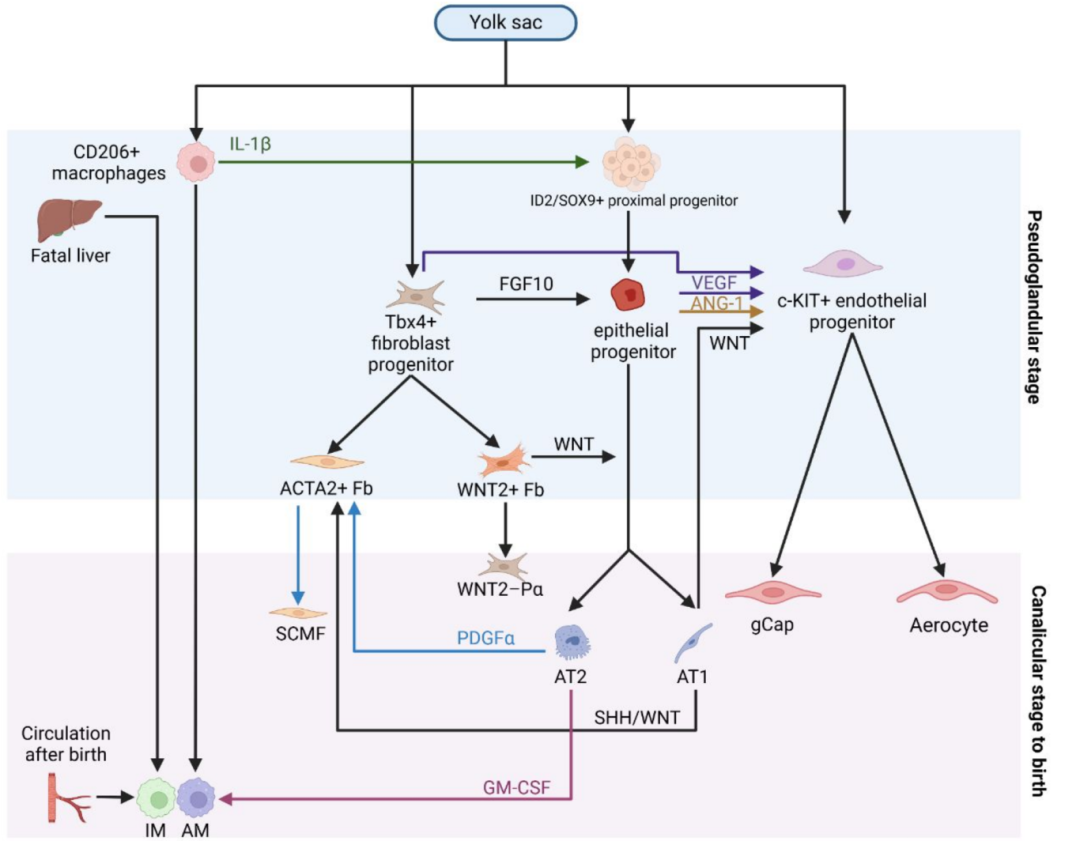 《AJRCMB》发表解立新、陈永怀教授团队综述：肺泡微环境中的细胞互作—从肺损伤到纤维化医药新闻-ByDrug-一站式医药资源共享中心-医药魔方