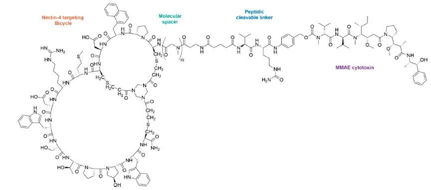 多肽偶联药物（PDC）的最新进展医药新闻-ByDrug-一站式医药资源共享中心-医药魔方