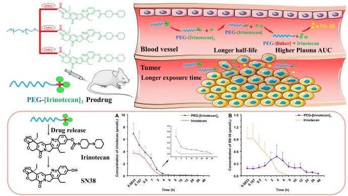 【APSB推荐】拨云见日：全景展示单臂三爪型PEG化伊立替康的释药机制与体内命运医药新闻-ByDrug-一站式医药资源共享中心-医药魔方