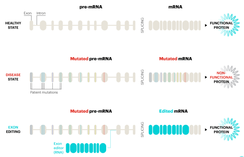 行业资讯 | 首个体内RNA编辑疗法IND获FDA批准医药新闻-ByDrug-一站式医药资源共享中心-医药魔方