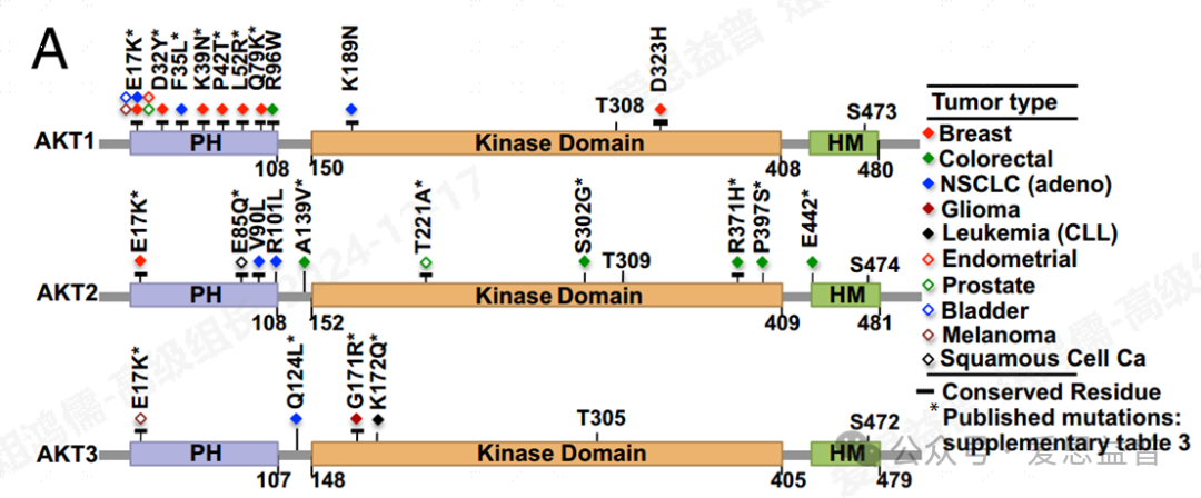 AKT抑制剂研究进展及筛选策略医药新闻-ByDrug-一站式医药资源共享中心-医药魔方