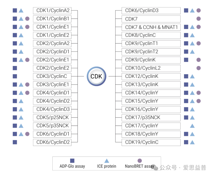 ICE靶标蛋白| CDK系列蛋白产品医药新闻-ByDrug-一站式医药资源共享中心-医药魔方