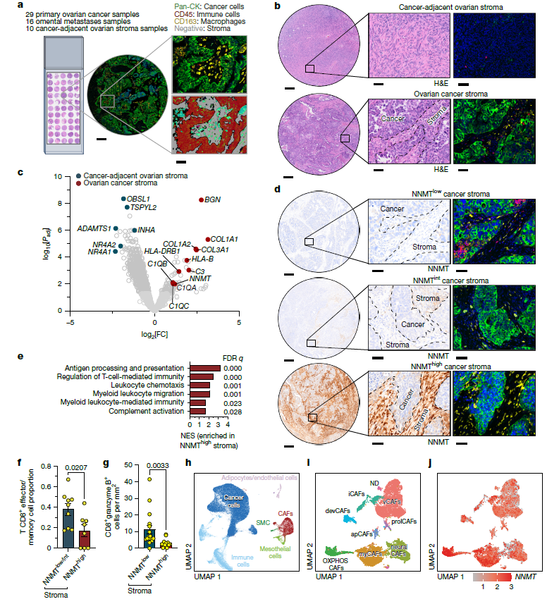 Nature：癌症免疫治疗新靶点——NNMT医药新闻-ByDrug-一站式医药资源共享中心-医药魔方