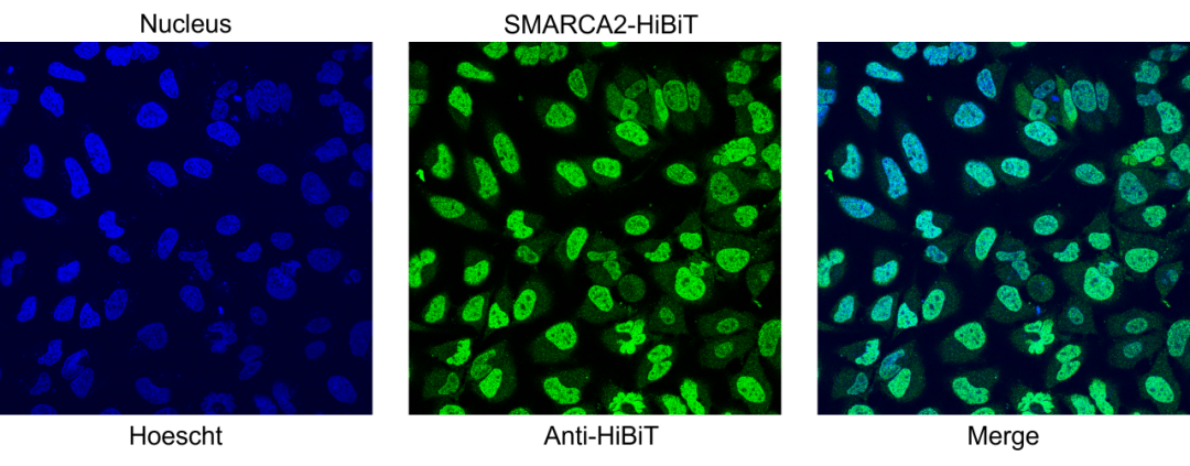 技术文章 | HiBiT标签技术实现内源性蛋白动态全解析：从定位、互作到降解医药新闻-ByDrug-一站式医药资源共享中心-医药魔方