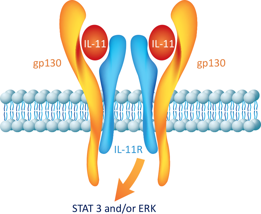 8500万美元B轮融资，开发IL-11R抗体医药新闻-ByDrug-一站式医药资源共享中心-医药魔方