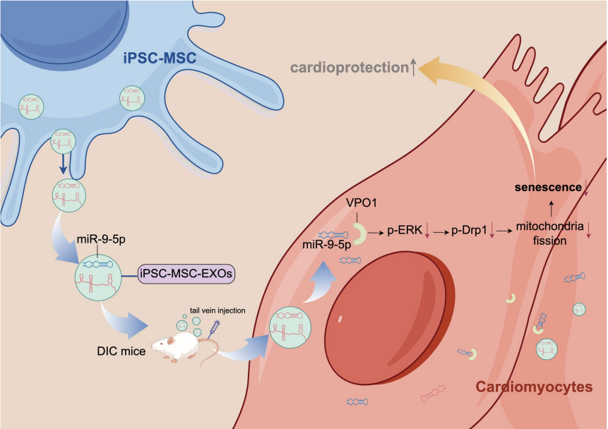 诺奖遇上干细胞，iPSC-MSC外泌体miRNA抑制细胞衰老改善药源性心肌病医药新闻-ByDrug-一站式医药资源共享中心-医药魔方