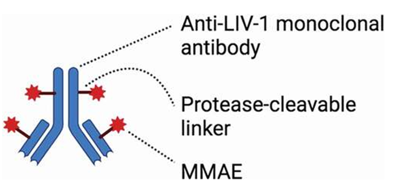 乳腺癌 ADC 的不同治疗靶点!!医药新闻-ByDrug-一站式医药资源共享中心-医药魔方