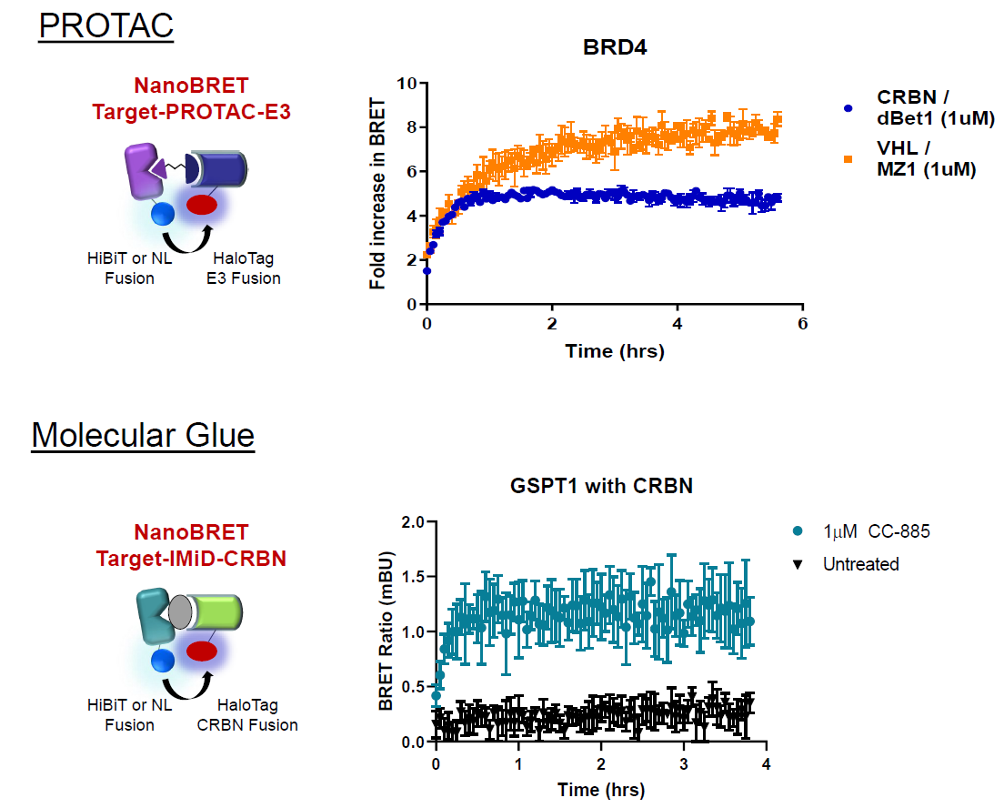 技术 | 活细胞中PROTAC和分子胶靶向降解的实时监测方法医药新闻-ByDrug-一站式医药资源共享中心-医药魔方