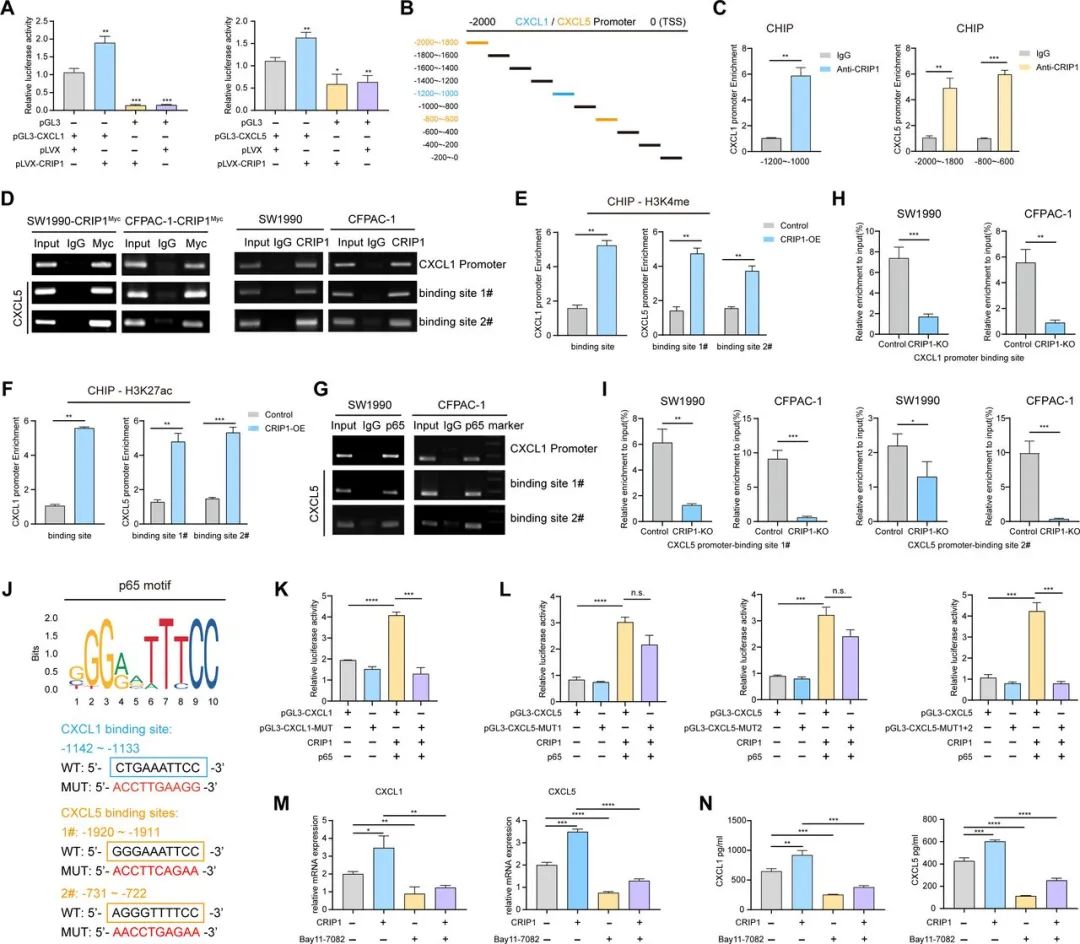 前沿技术 | IMC技术助力胰腺导管腺癌肿瘤免疫微环境形成机制发现医药新闻-ByDrug-一站式医药资源共享中心-医药魔方