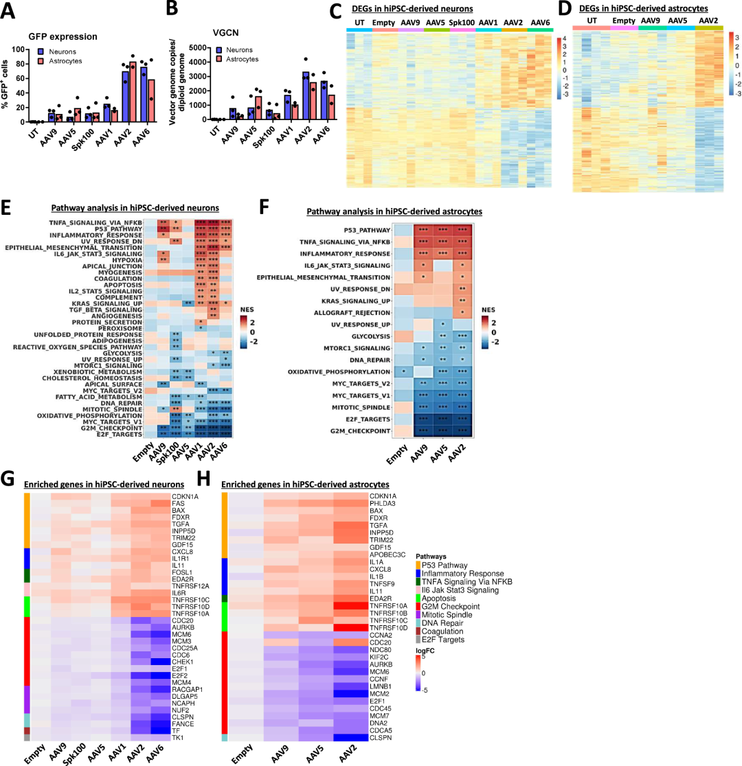 Nat Commun | AAV基因治疗在CNS中引发的剂量依赖性不良事件与DNA损伤反应依赖性促炎信号传导有关医药新闻-ByDrug-一站式医药资源共享中心-医药魔方