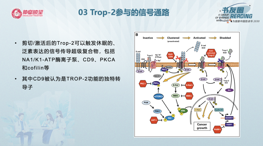 书友圈丨杨谨、贾勇圣、易文君教授解析Trop-2 ADC作用机制及临床研究现状医药新闻-ByDrug-一站式医药资源共享中心-医药魔方