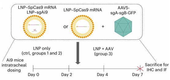 技术前沿 | 体内基因编辑的黄金搭档：mRNA-LNP与AAV的强强联合医药新闻-ByDrug-一站式医药资源共享中心-医药魔方
