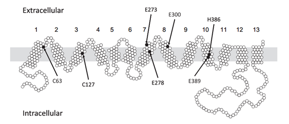 国内首家！IPHASE SLC家族MATE1转运体细胞研发成功医药新闻-ByDrug-一站式医药资源共享中心-医药魔方