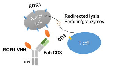T cell engager（TCE）双特异性抗体研发策略医药新闻-ByDrug-一站式医药资源共享中心-医药魔方