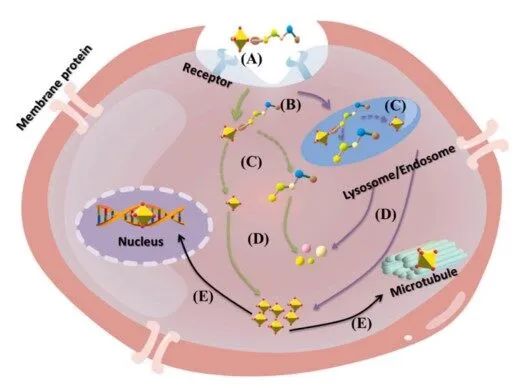 多肽偶联药物（PDC）的最新进展医药新闻-ByDrug-一站式医药资源共享中心-医药魔方