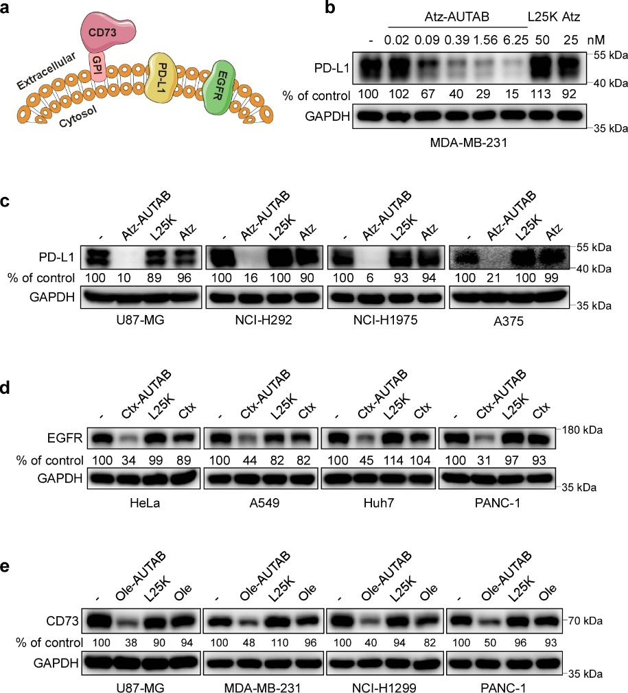 Nature Chemical Biology | 自噬驱动的细胞膜蛋白靶向降解技术医药新闻-ByDrug-一站式医药资源共享中心-医药魔方