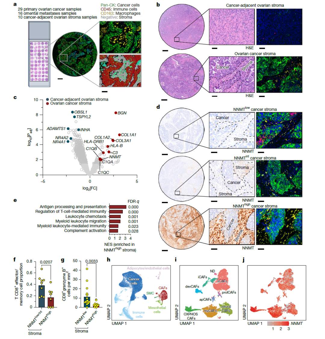 Nature（IF 48.5）| 新发现：癌症免疫治疗靶点-NNMT医药新闻-ByDrug-一站式医药资源共享中心-医药魔方