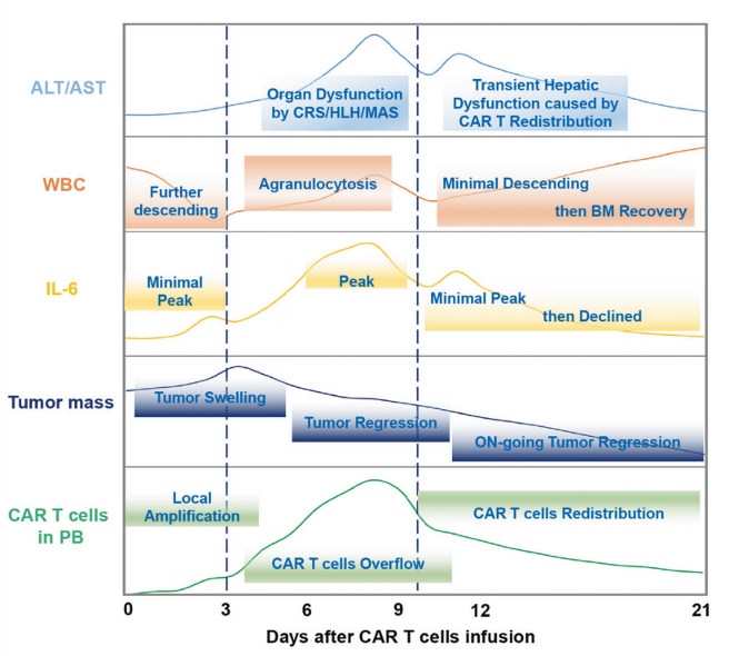 CAR-T细胞自述在人体内的命运医药新闻-ByDrug-一站式医药资源共享中心-医药魔方