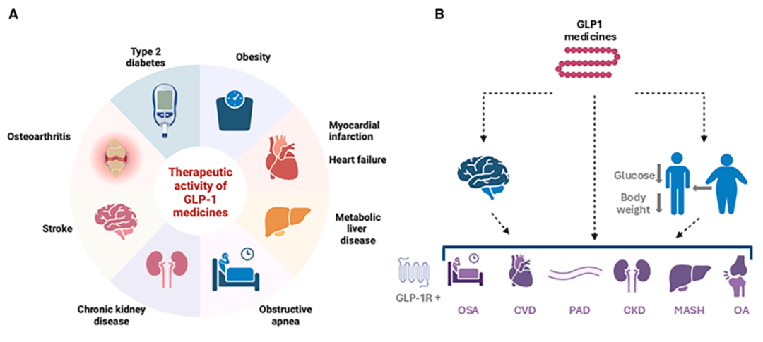 从糖尿病到阿尔茨海默病，GLP-1药物能否撬动更多治疗可能：GLP-1研究奠基人发布重磅综述医药新闻-ByDrug-一站式医药资源共享中心-医药魔方