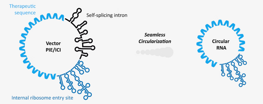 全球首个获FDA批准进入临床试验的环形RNA疗法完成首例患者给药！医药新闻-ByDrug-一站式医药资源共享中心-医药魔方