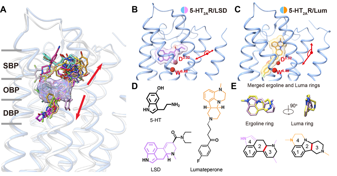 Cell｜汪胜组联合多团队提出多靶点、多功效药物设计新理念（FSCA）医药新闻-ByDrug-一站式医药资源共享中心-医药魔方