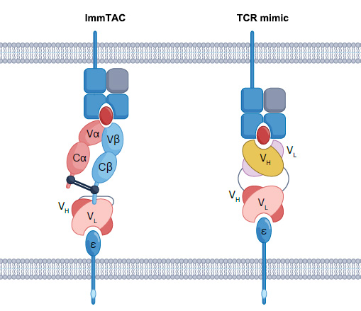 TCR疗法行业研究报告医药新闻-ByDrug-一站式医药资源共享中心-医药魔方