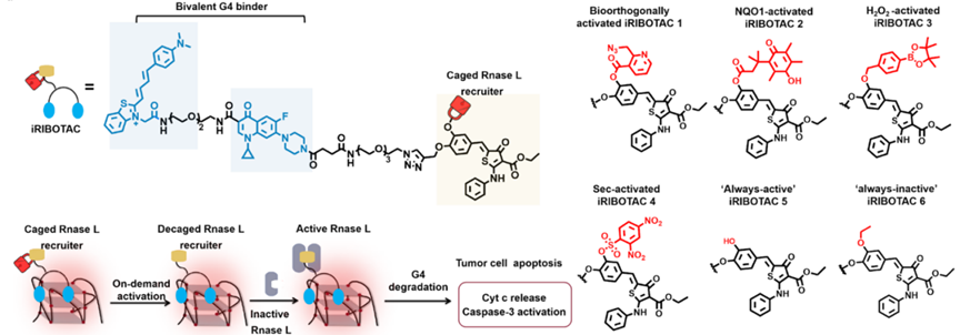 RIBOTACs：PROTACs后的又一顶流！看这篇就够了医药新闻-ByDrug-一站式医药资源共享中心-医药魔方