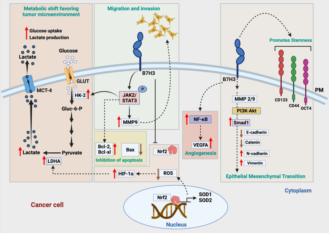 靶点B7-H3:从基础研究到临床转化的进展汇总医药新闻-ByDrug-一站式医药资源共享中心-医药魔方