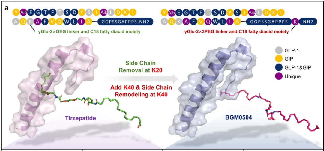 《Nature》研究揭示：分子动力学模拟辅助设计的BGM0504展现出比替尔泊肽更强的效力 | 合作成果医药新闻-ByDrug-一站式医药资源 ...